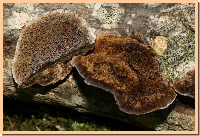 Les tramètes - ConnaitreLaNature.com